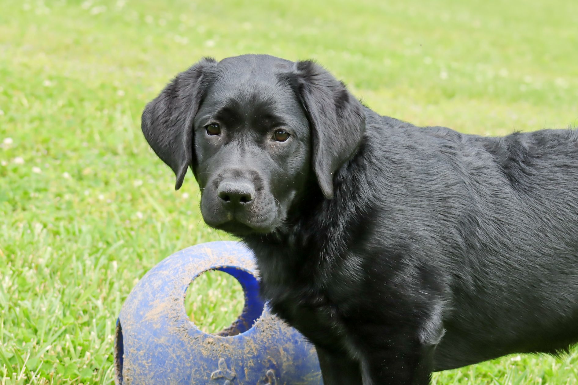 ASHLAND LABRADOR RETRIEVERS - Sommer