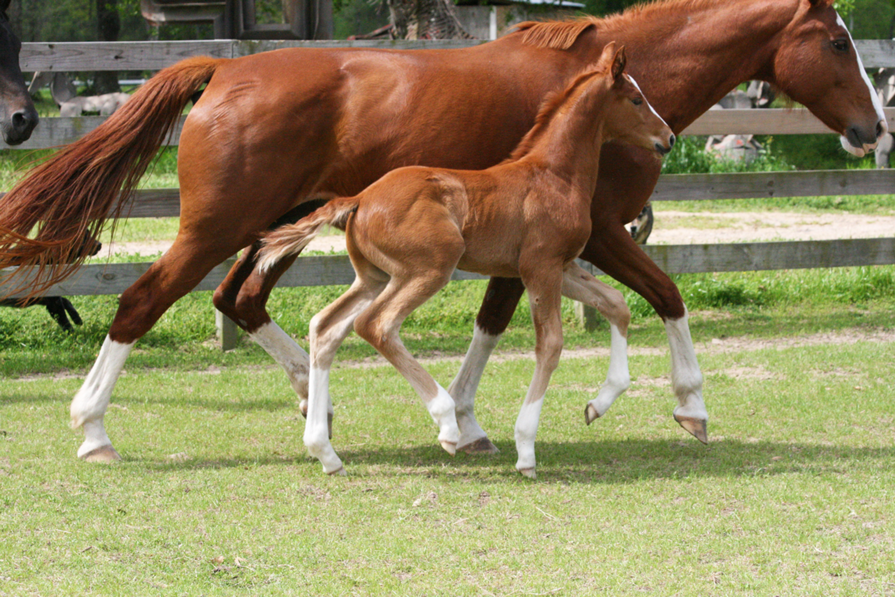 Walkabout Station - Foaling Calculator