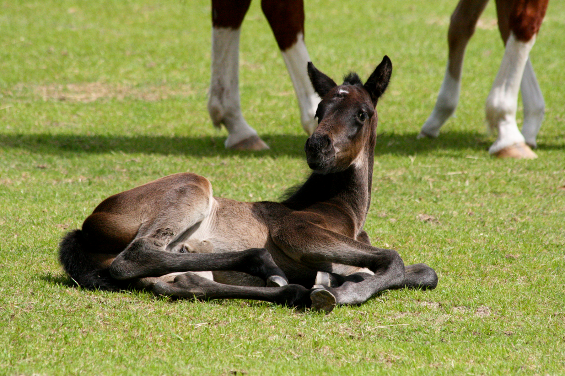 Walkabout Station - Foaling Calculator