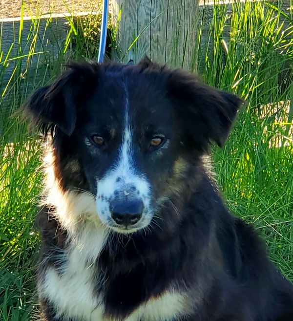 Starstuff Australian Shepherds - Starstuff's Trackin Strays OTDcsd