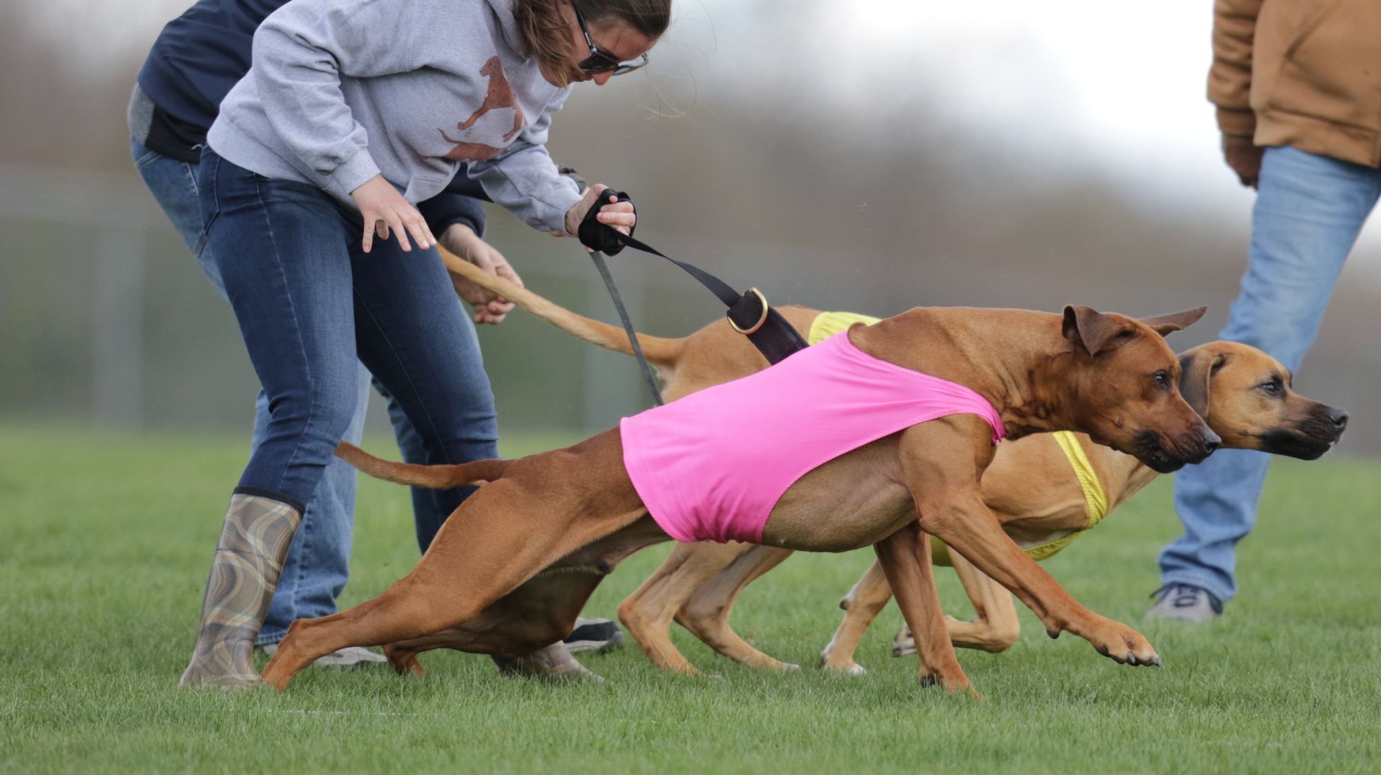 Greater Valley Forge Rhodesian Ridgeback Club - Events and Premiums
