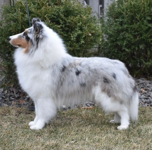 WEIS SHELTIES - Adult for Sale