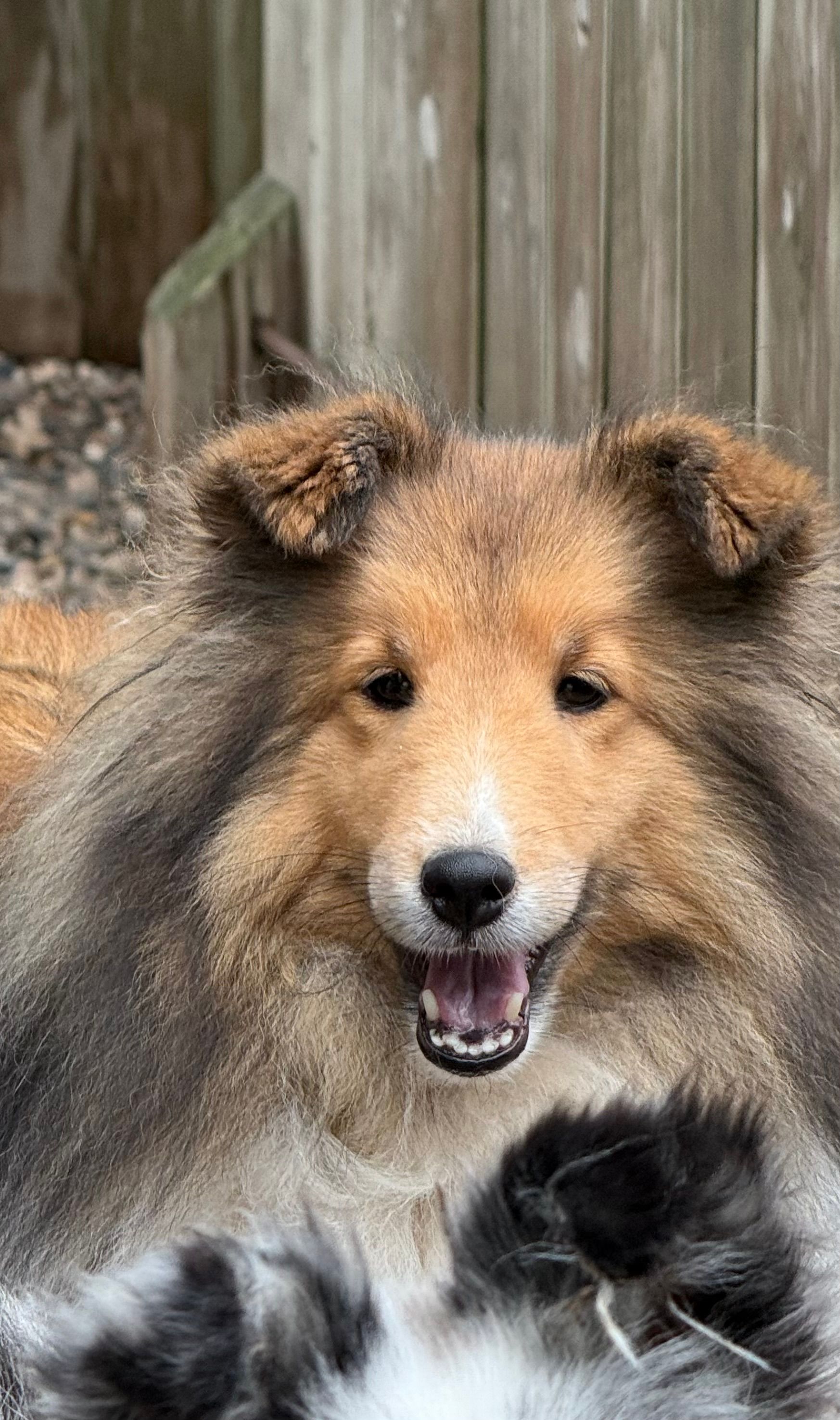 WEIS SHELTIES - Adult for Sale