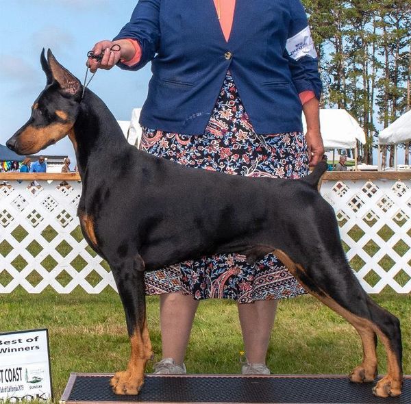 Melrae Dobermans - Tutu