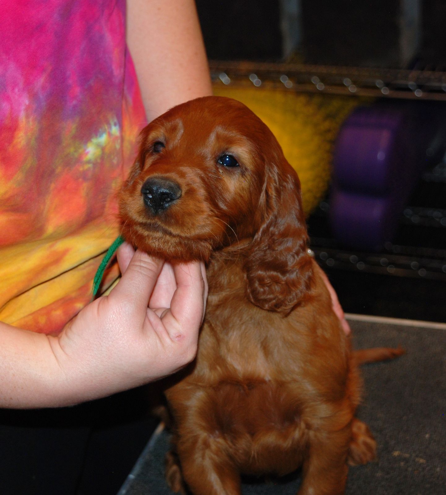 Galewinns Irish Setters & Miniature Dachshunds - Crush