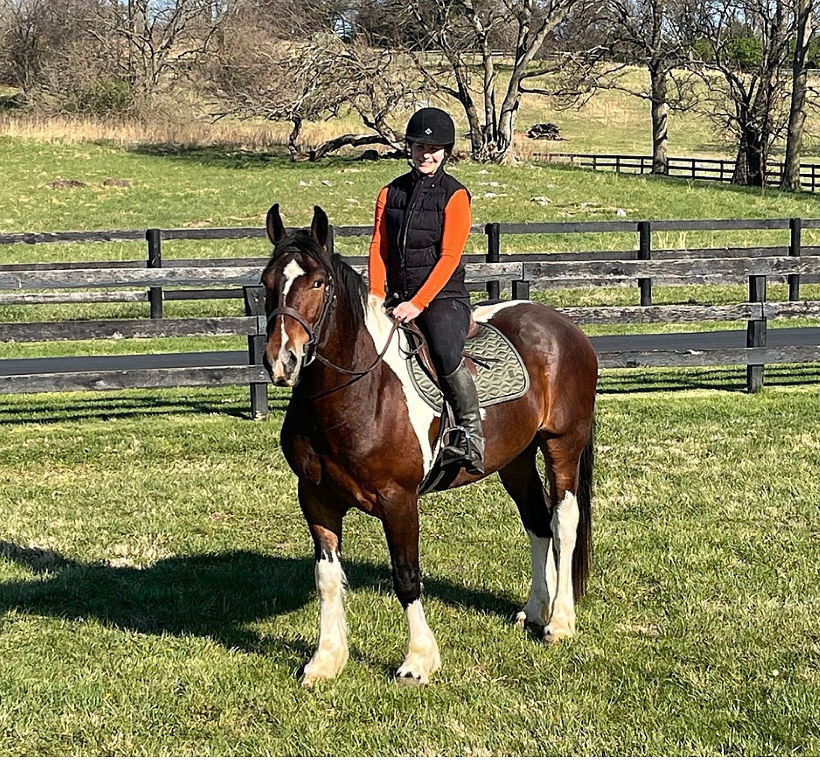 The Fox Hunting Horse - BORN LUCKY
