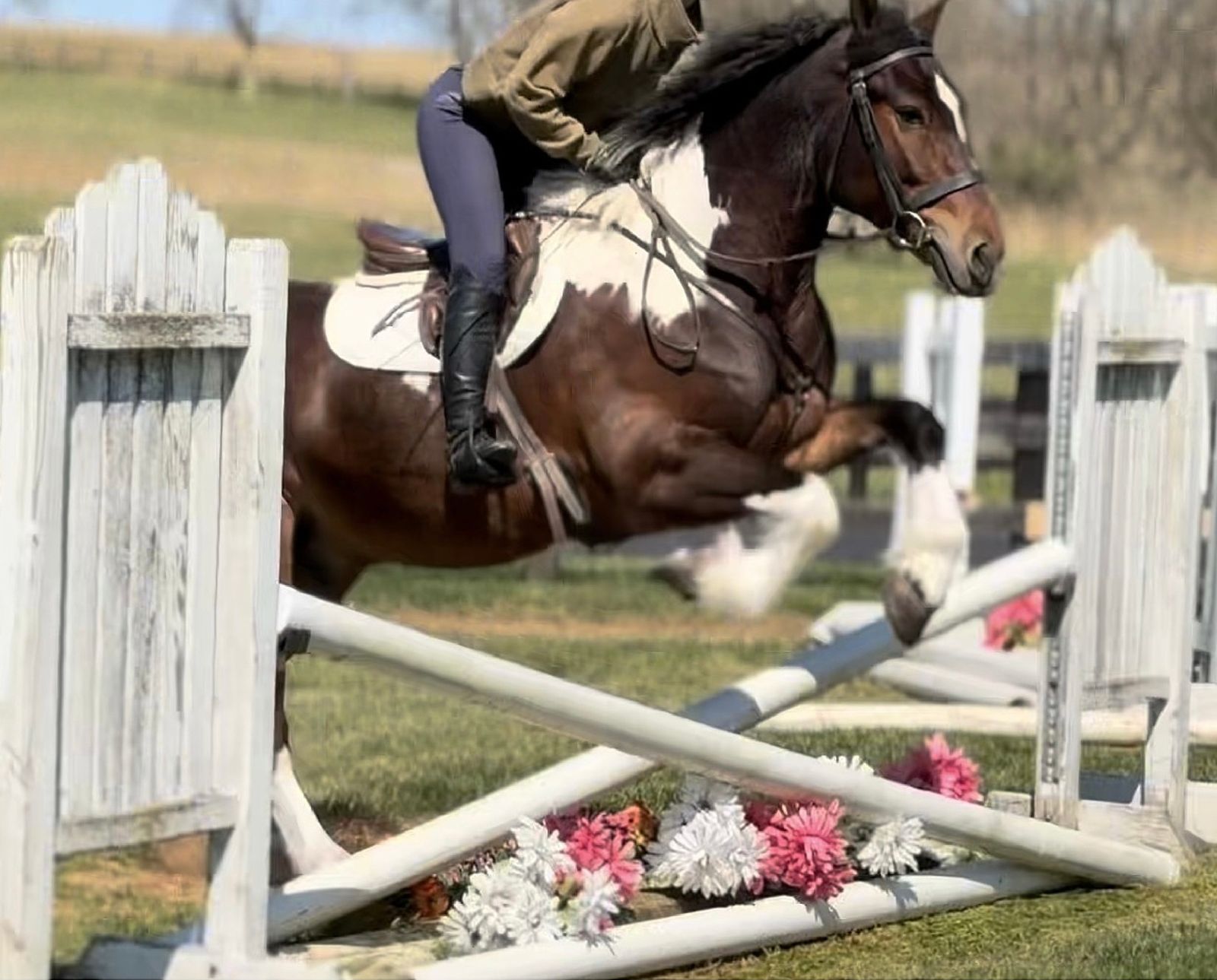 The Fox Hunting Horse - BORN LUCKY
