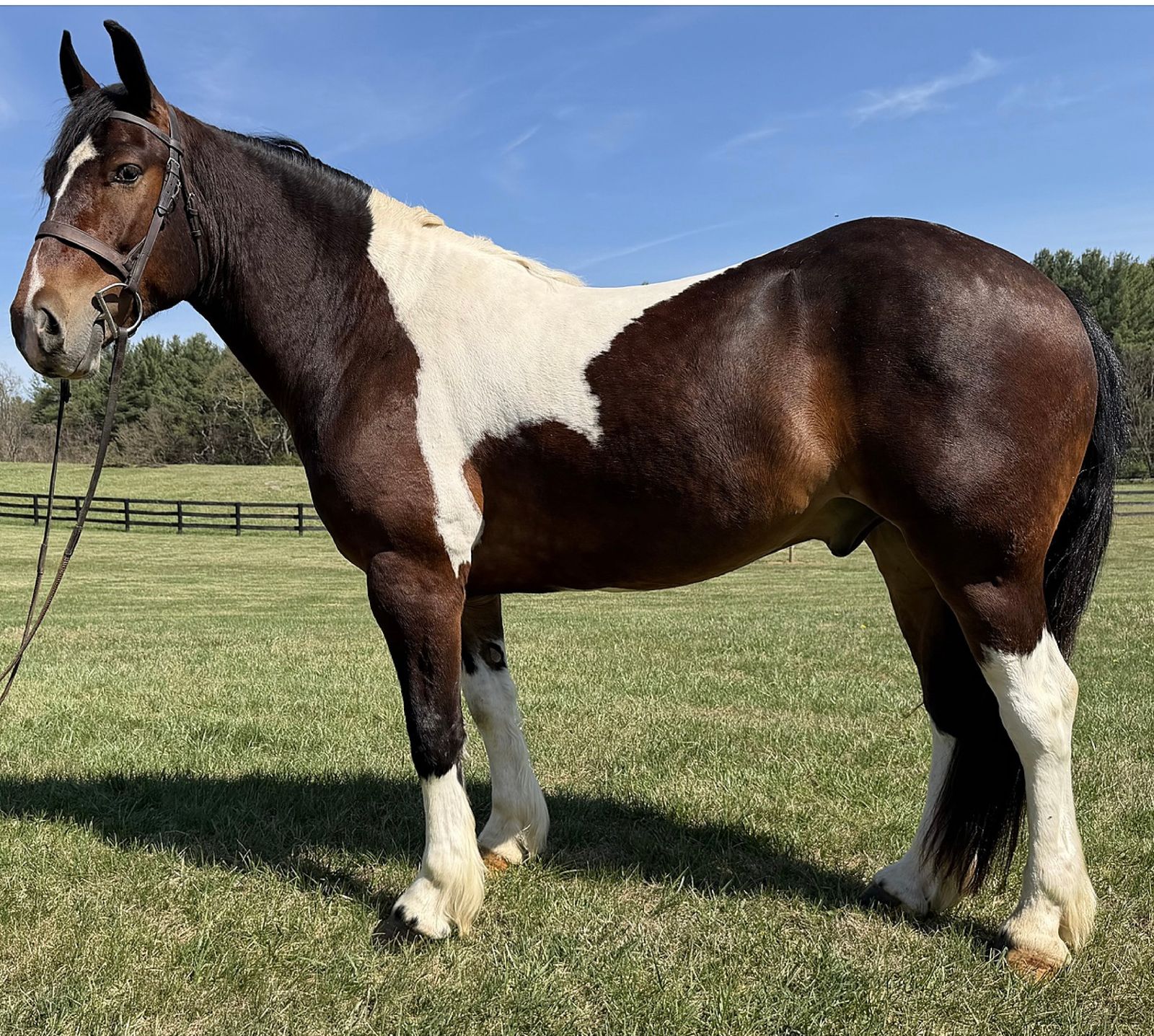 The Fox Hunting Horse - BORN LUCKY