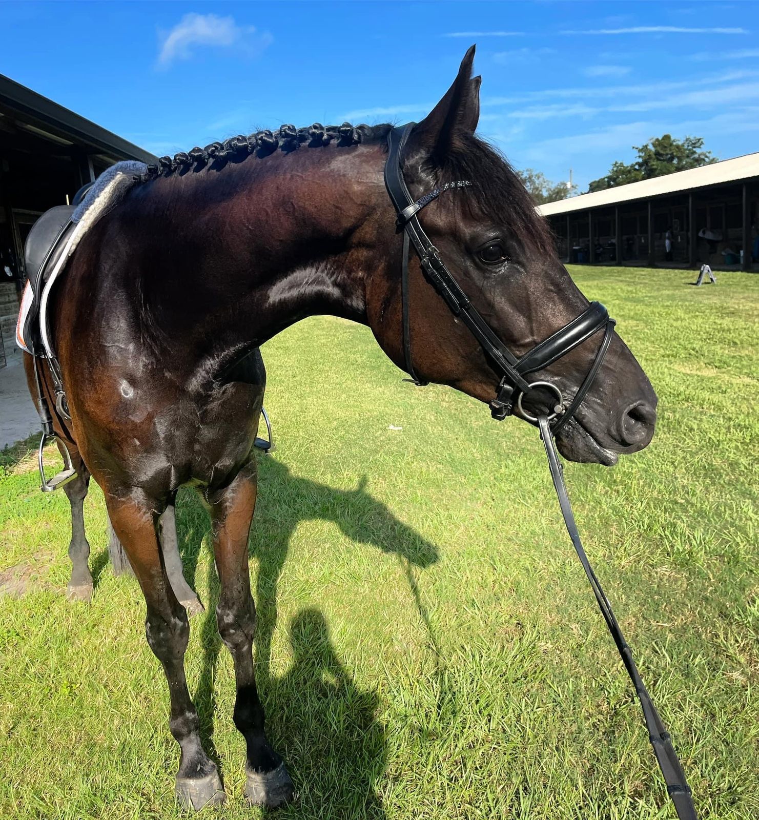 Eline Eckroth Dressage - Nouveaux