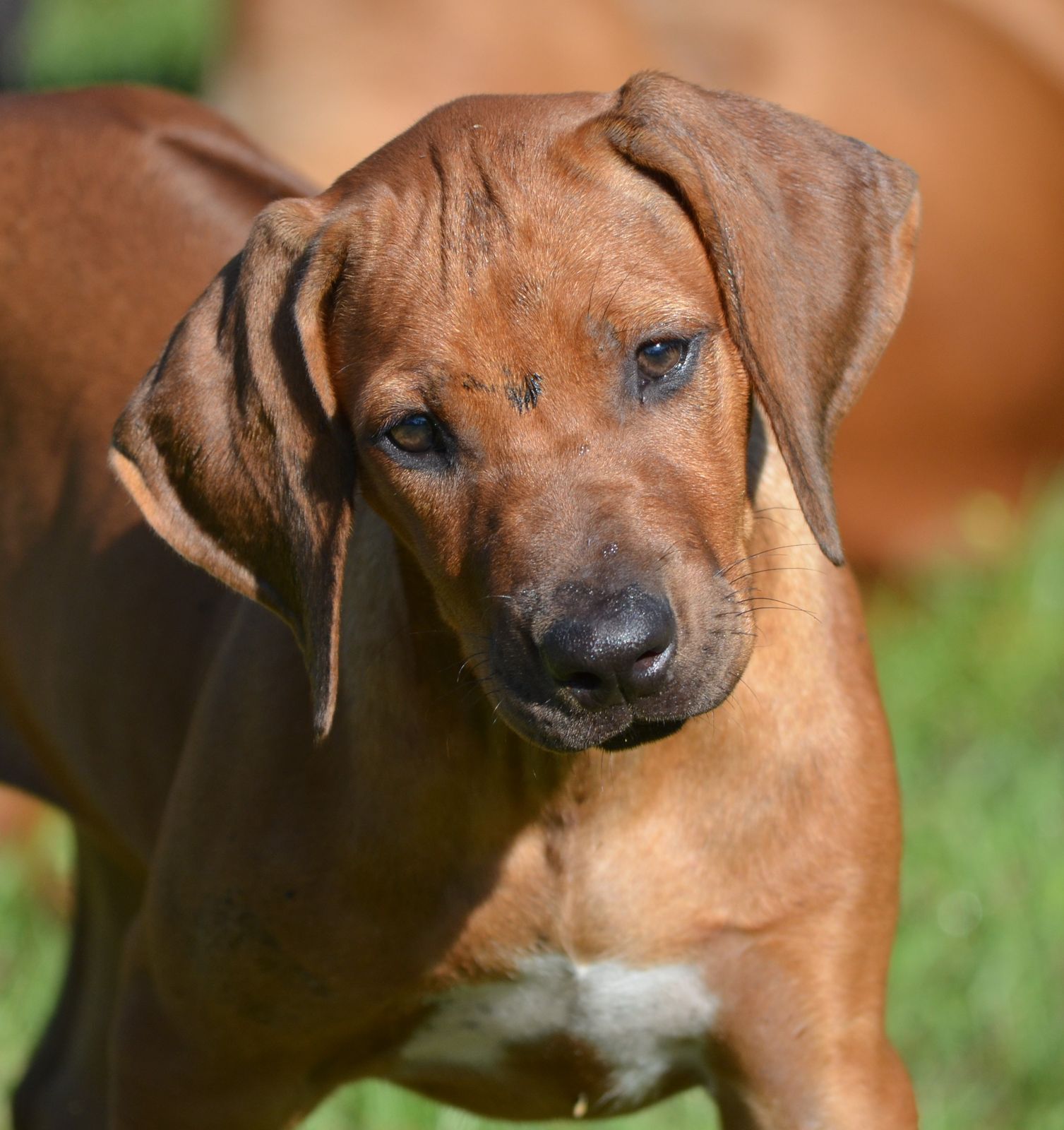 Kengali Rhodesian Ridgebacks - Finlay!!