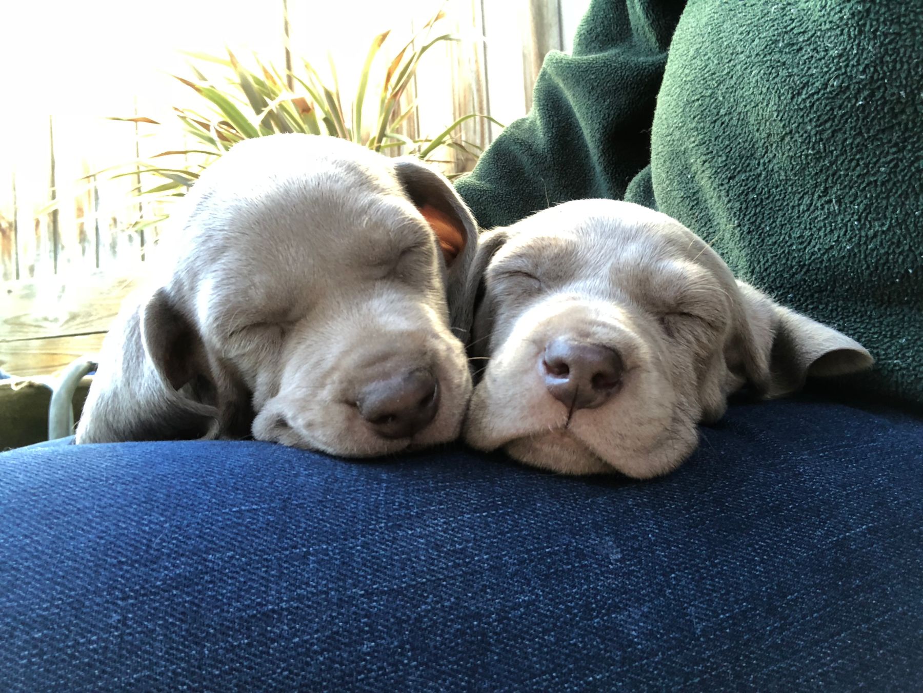 Bromhund Weimaraners - Future Litters