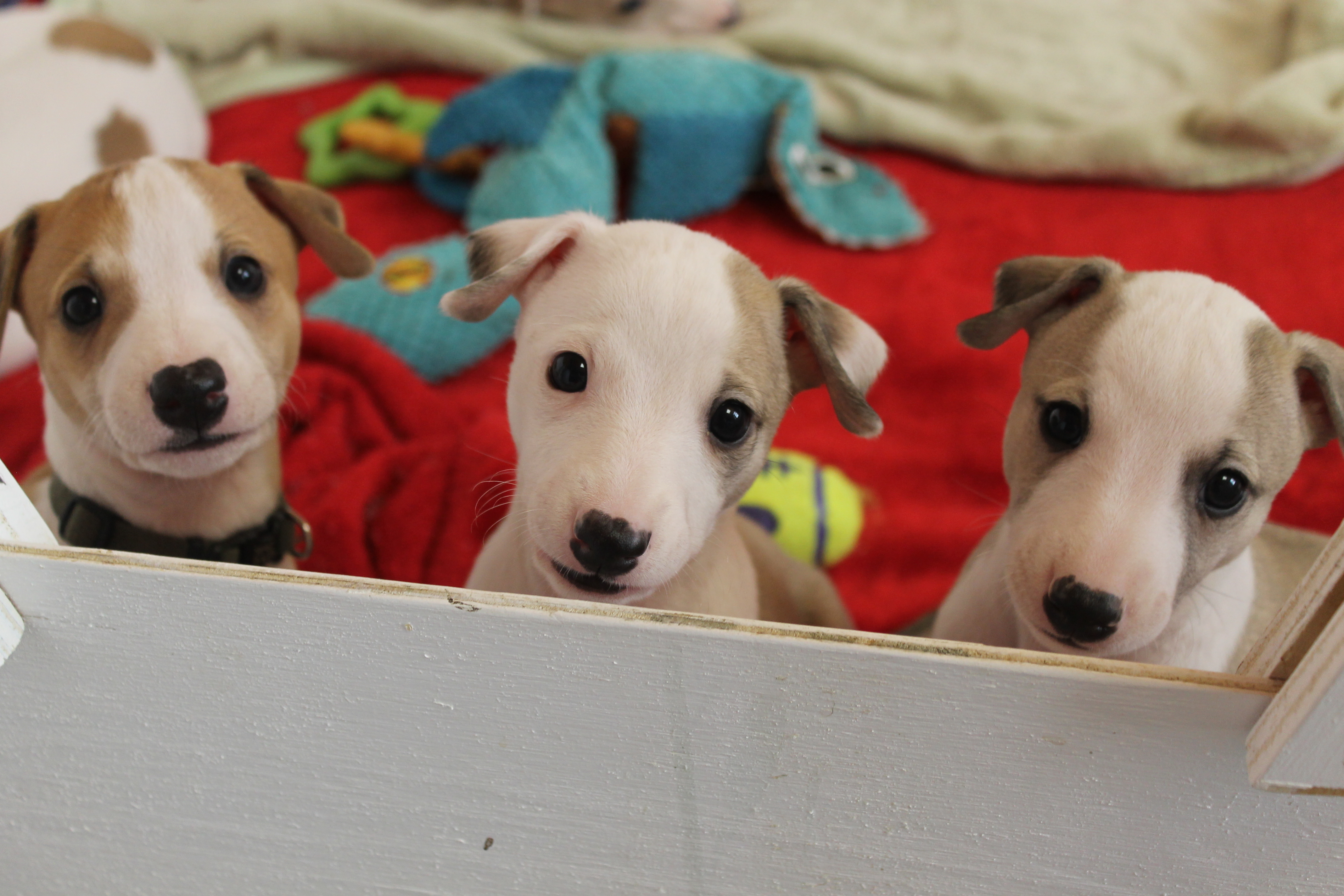Moxie Whippets - Contact Us