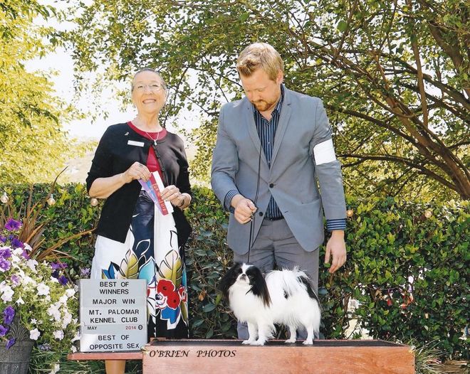 Montra Cavalier King Charles Spaniels & Japanese Chin - About Us