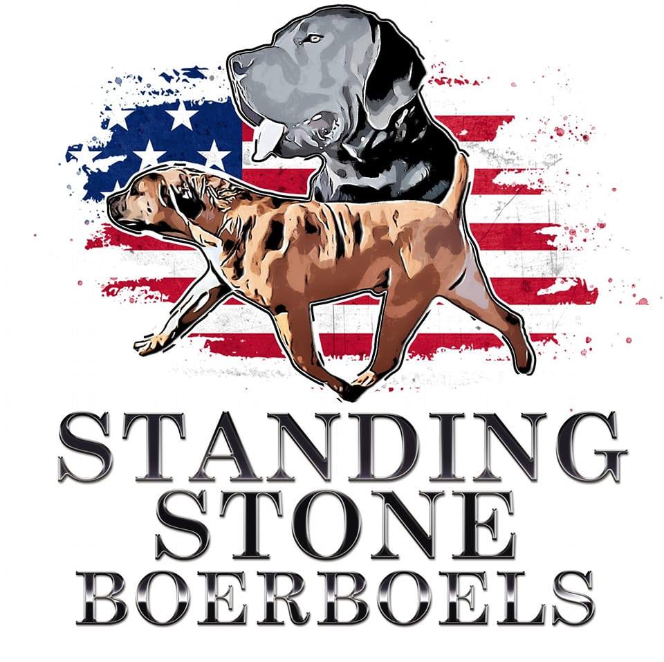 Standing Stone Boerboels - Hugo